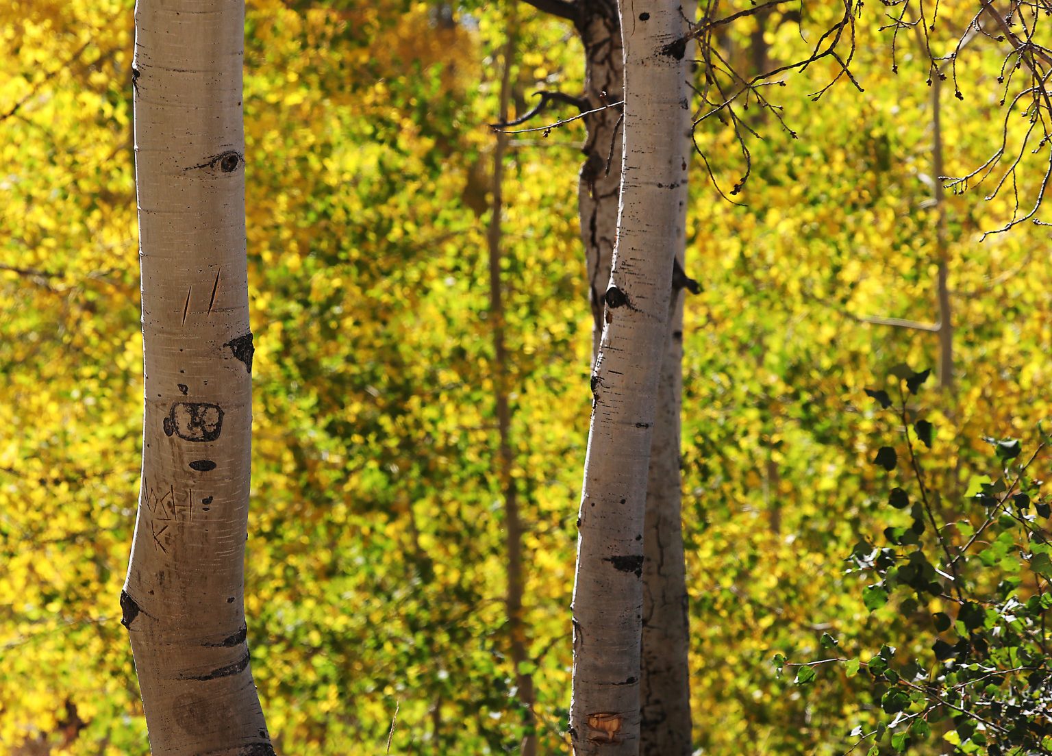 Aspen forests can slow wildfire spread and serve as fire breaks ...