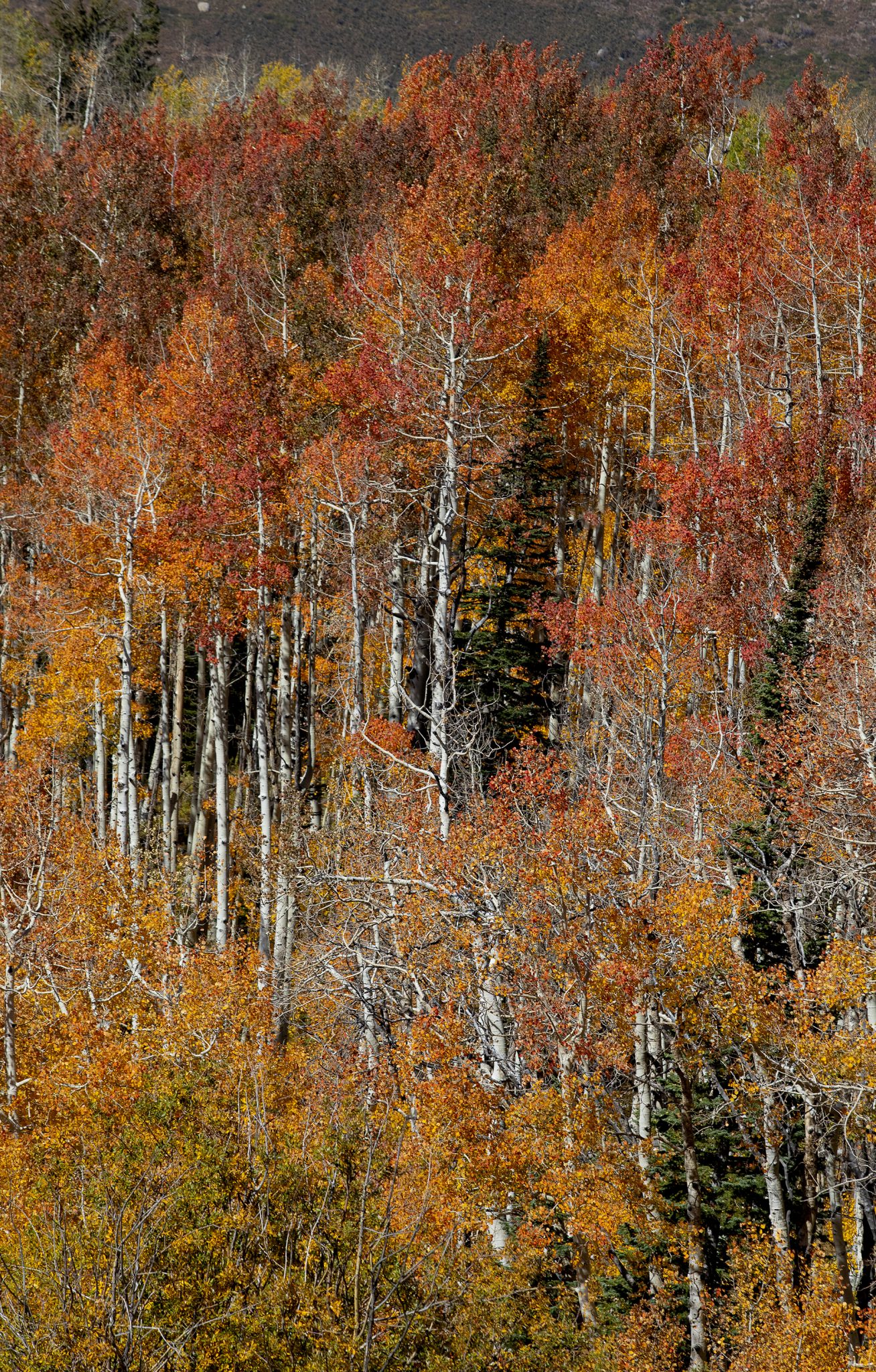What will peak fall colors look like in Colorado this year ...