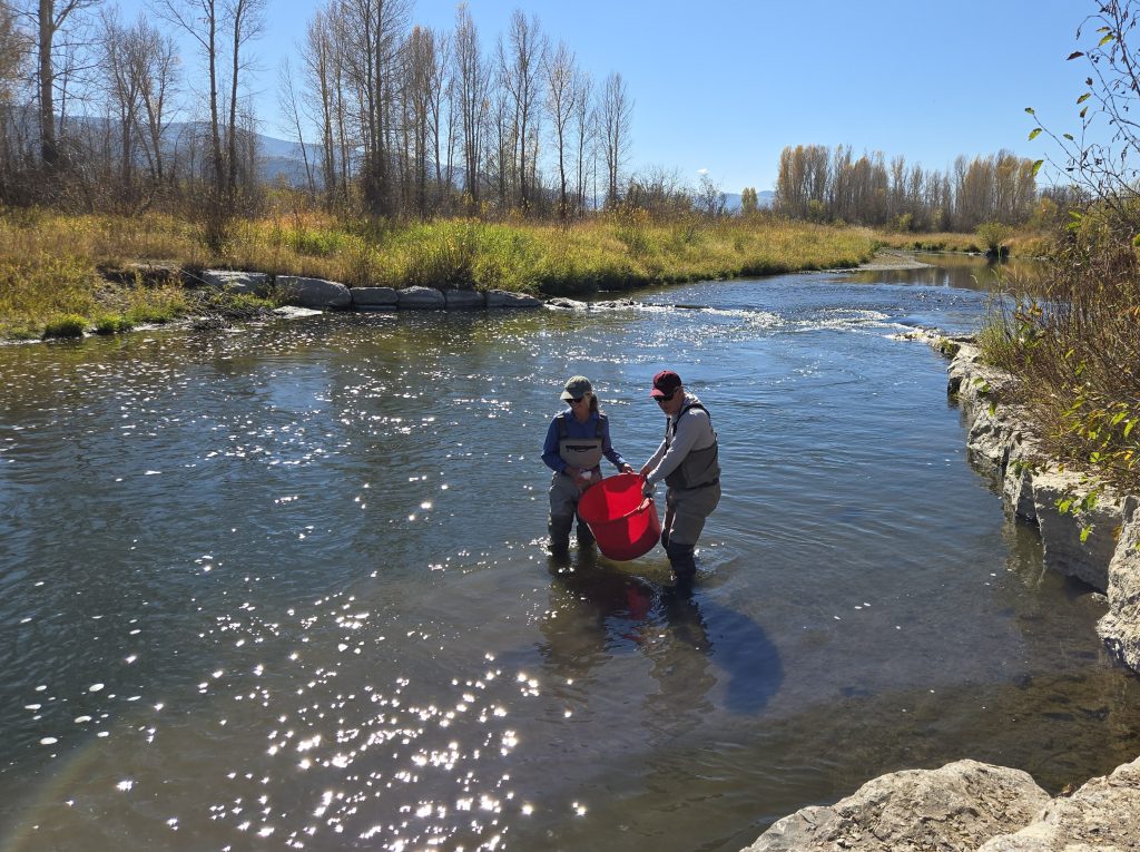 Trout restocked in Yampa River following wildlife area aquatic ...