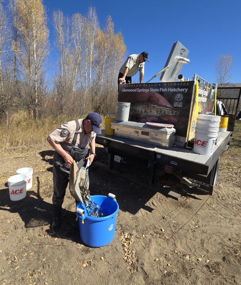 Trout restocked in Yampa River following wildlife area aquatic ...