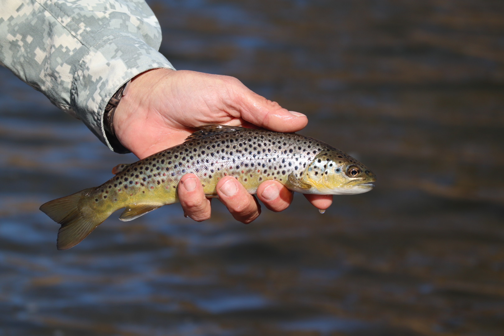 Native, trout species return to the new Colorado River Connectivity ...