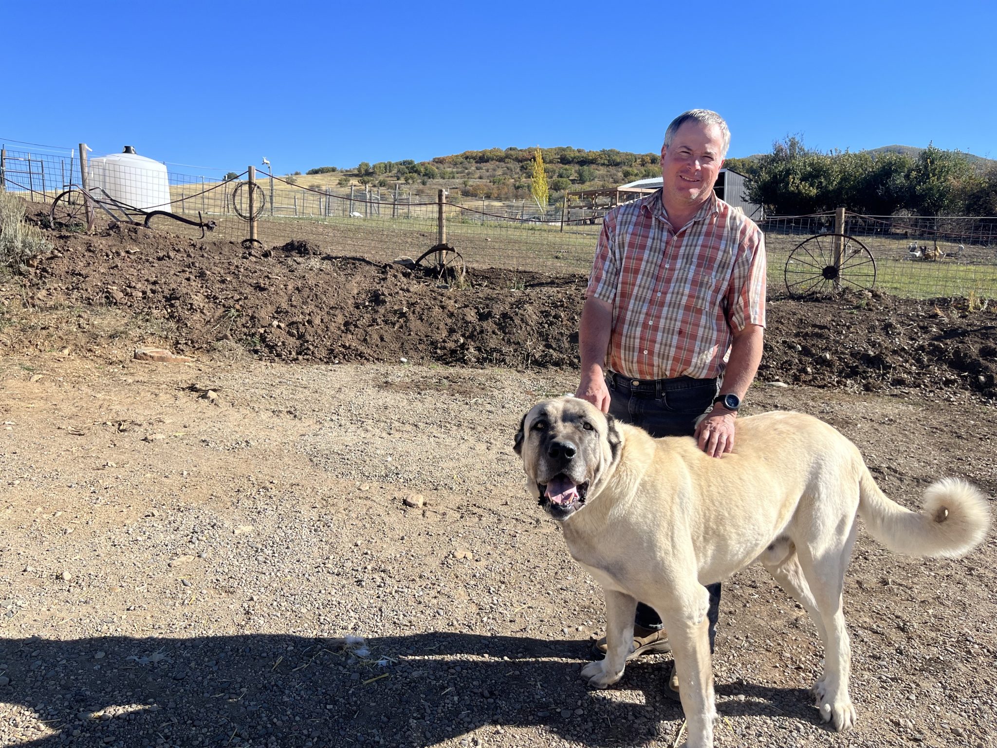 How a Yampa Valley family ranch is helping to bring livestock guardian ...