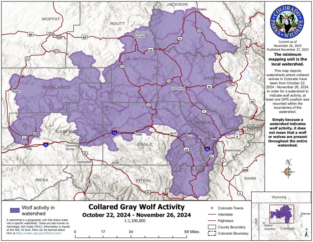Wolf exploration continues across I-70 in northwestern Colorado as ...