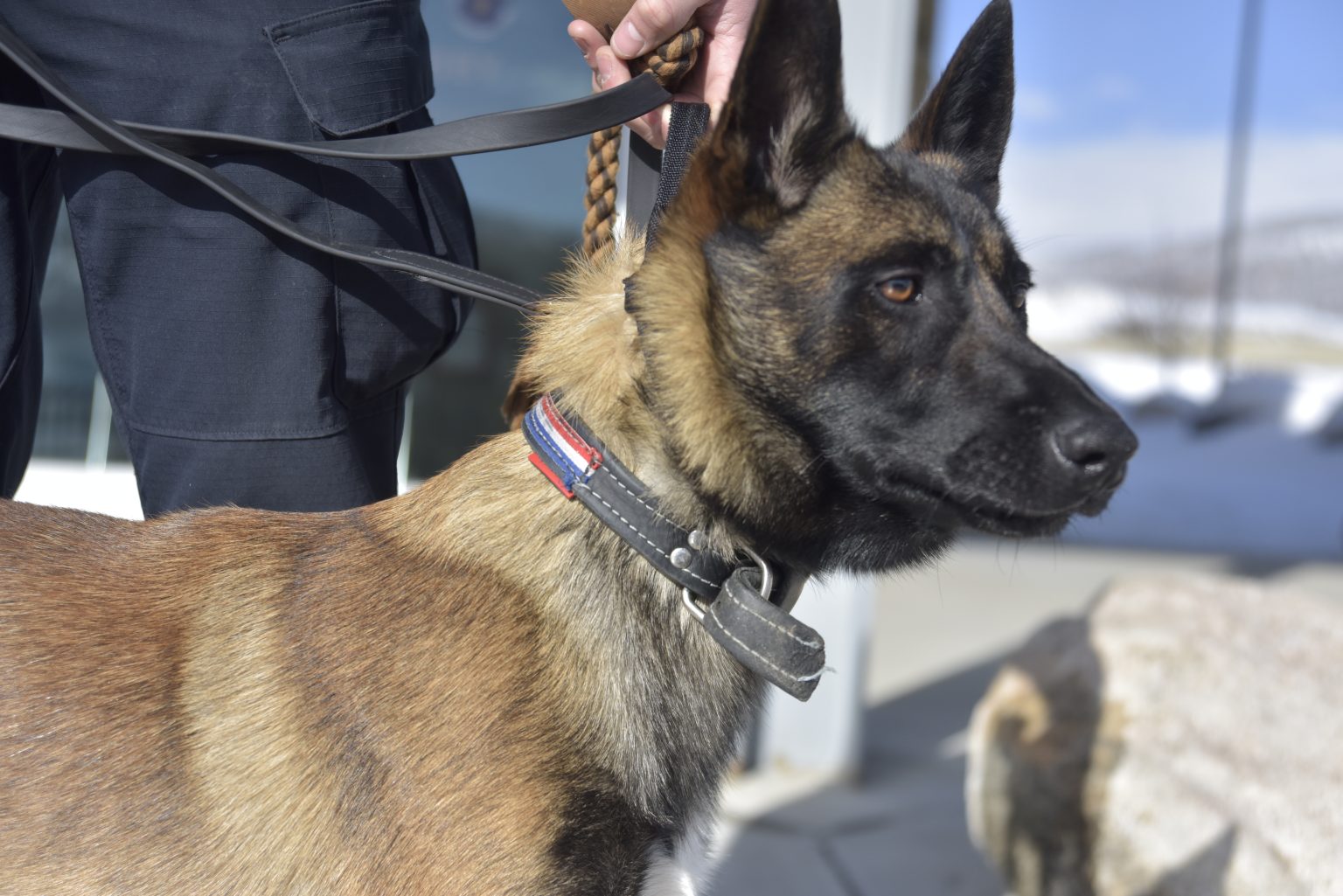 Steamboat Springs Police Department’s new K-9 officially on patrol with ...