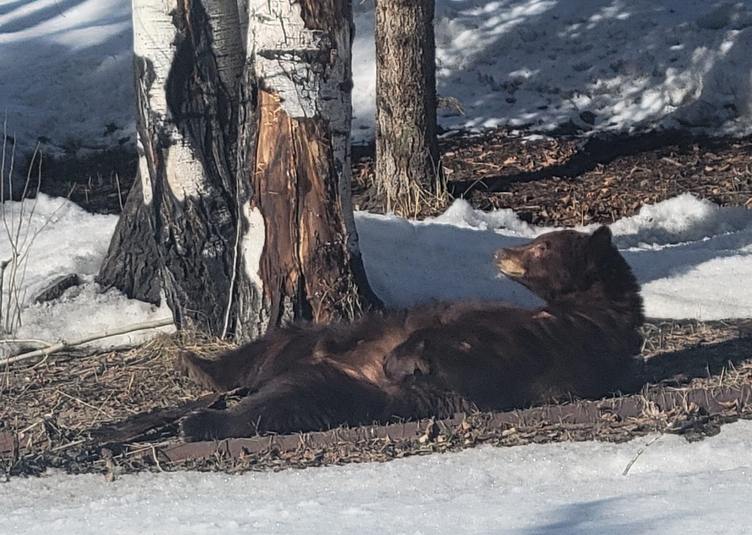 Time to batten down hatches to protect bears | SteamboatToday.com
