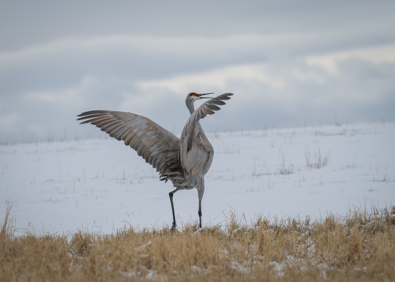 First Crane Sighting Contest winners announced | SteamboatToday.com