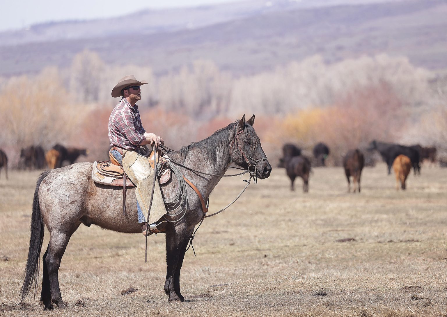 South Routt ranch rides into calving season and brings high hopes for ...