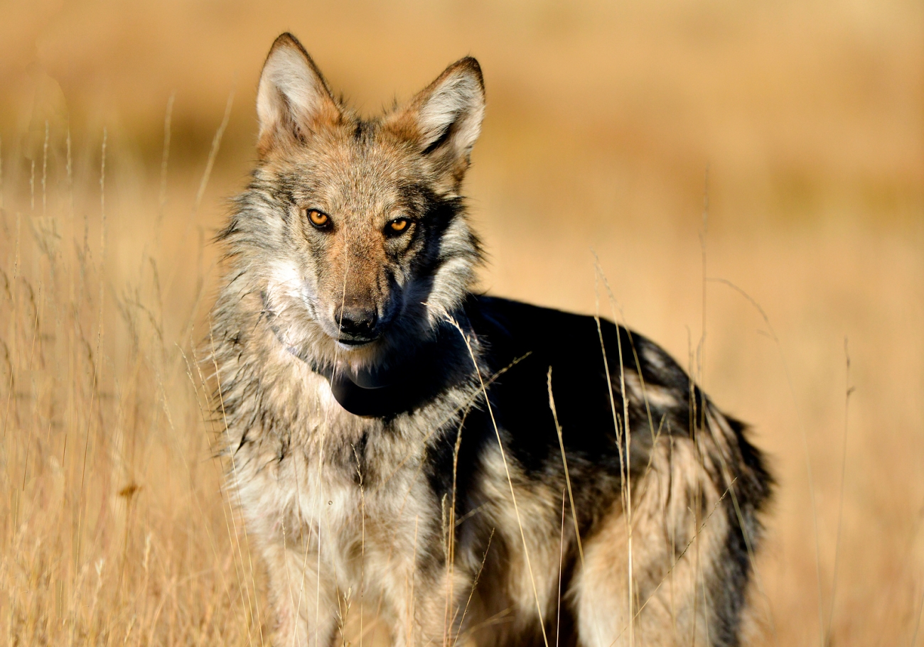 Wolf relocation from New Mexico to Grand County sparks concerns ...