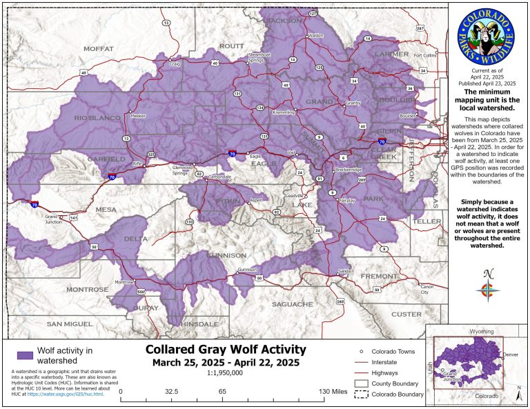 April wolf map shows one animal has traveled more than 1,200 miles ...