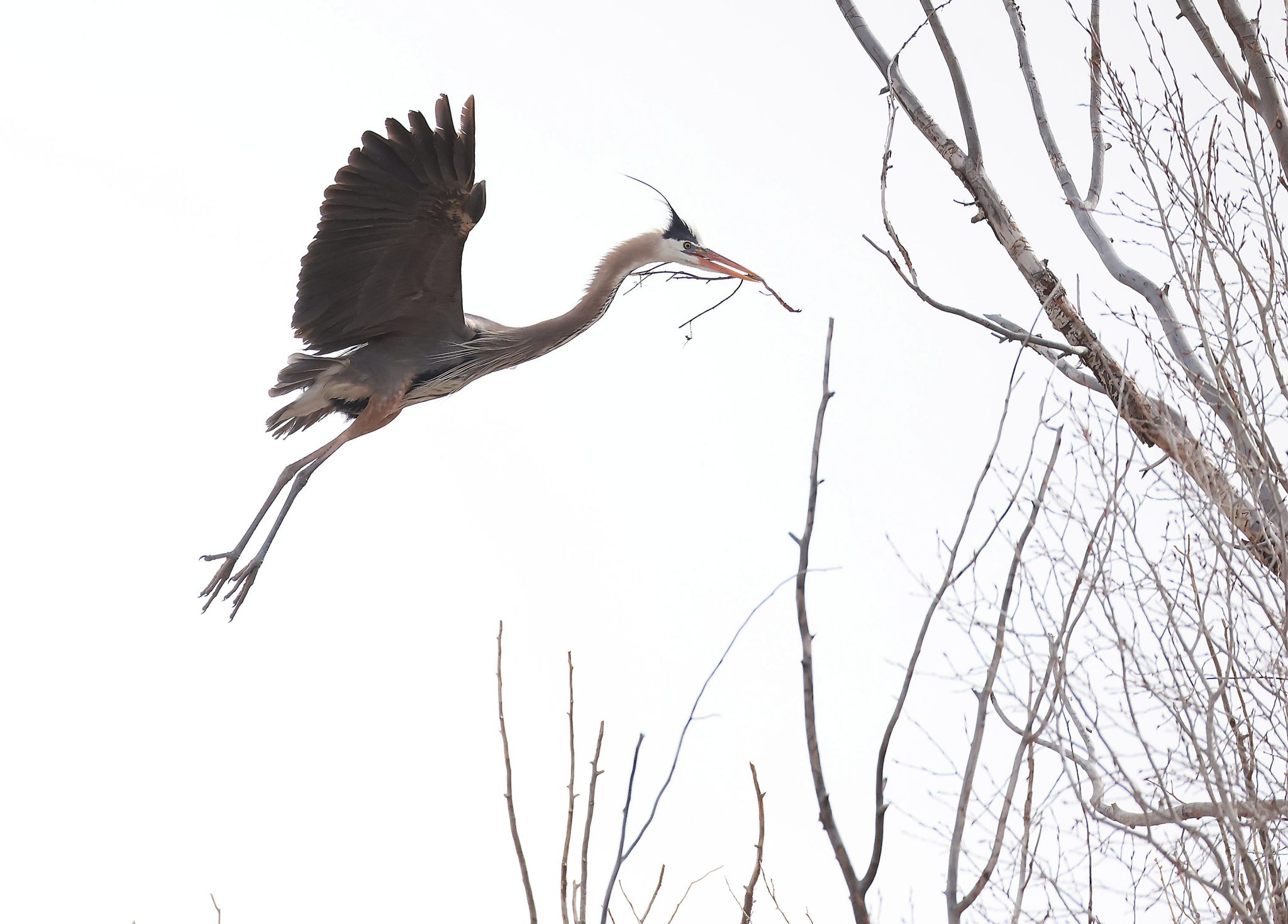 Chasing the front page with Steamboat Pilot photographer John F ...