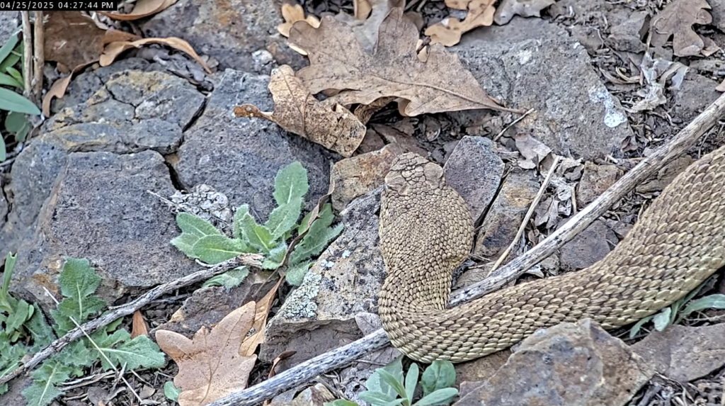 Check out hundreds of snakes on the ‘Colorado Rattlecam ...