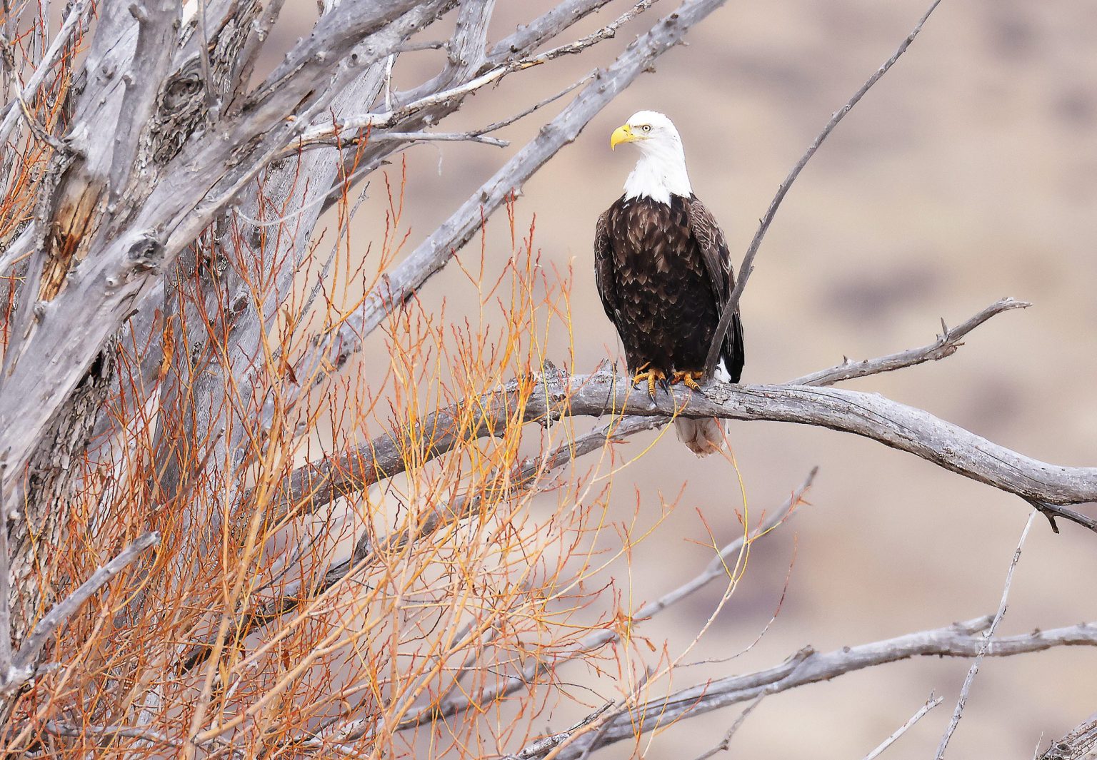 Colorado’s bald eagle population has been making a comeback. Here’s how ...