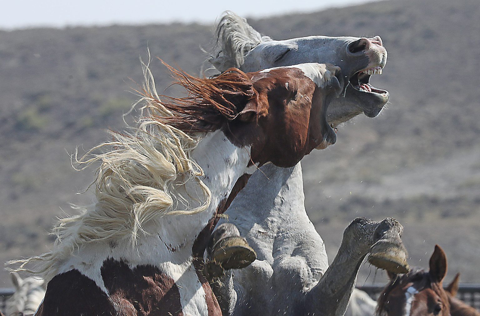 Cheers to 35 years — Celebrating a Pilot legend | SteamboatToday.com