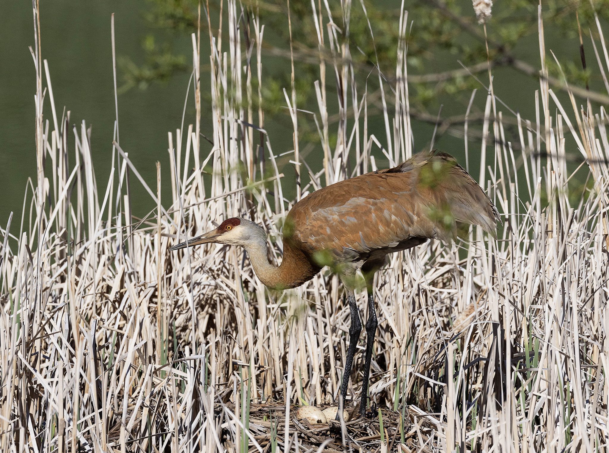 Crane coalition focuses on successes after 2025 nest cameras fail to ...