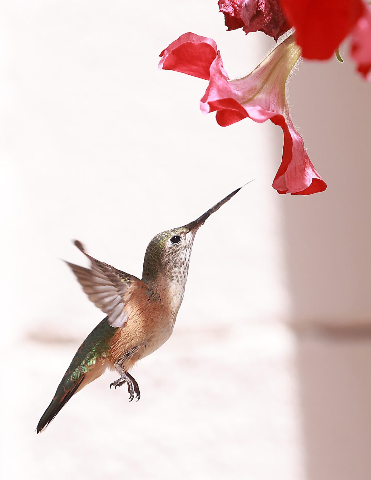 Master Gardener: 5 ways to make your yard a hummingbird haven ...