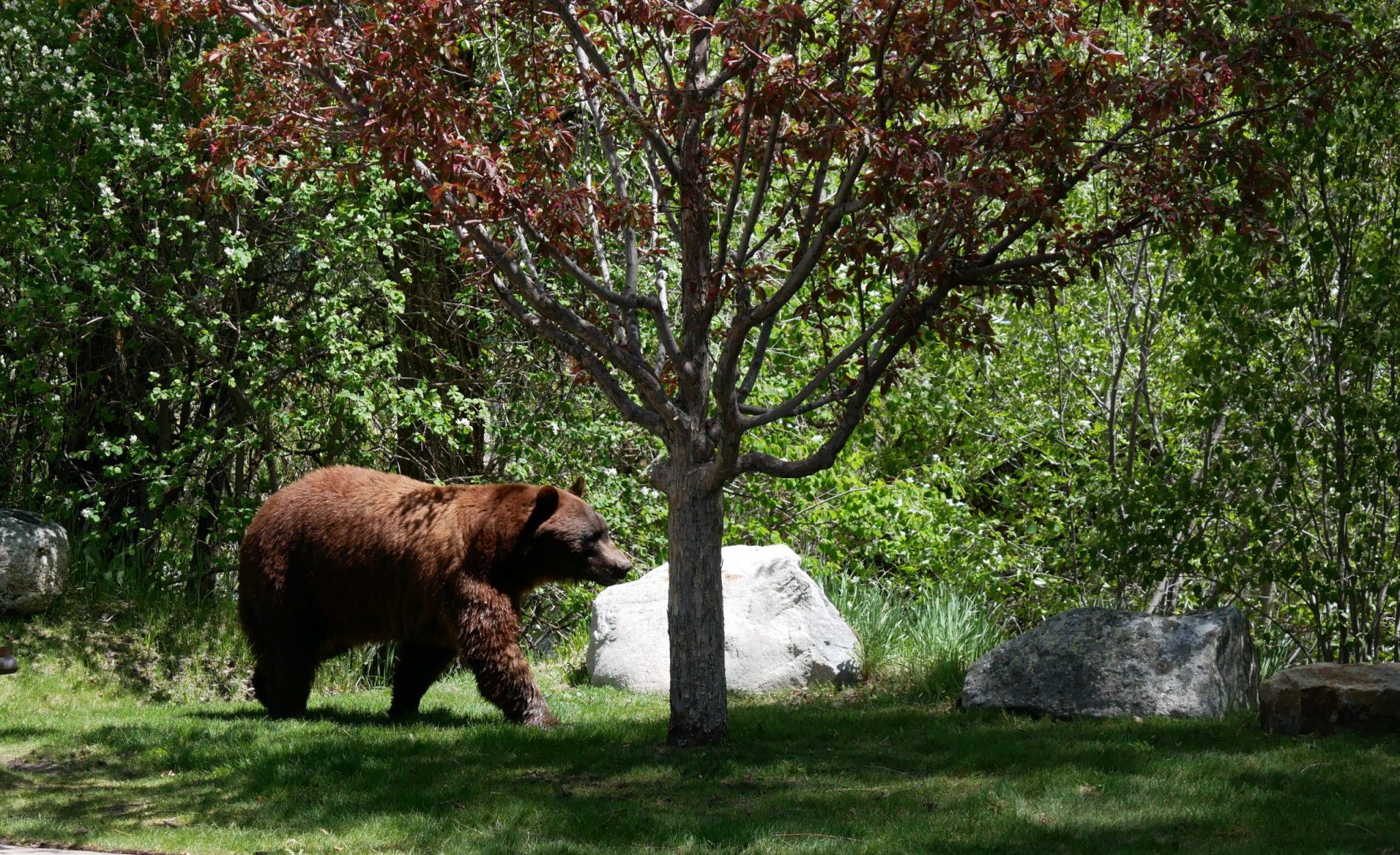 Colorado sees uptick in bear conflict — Here’s what happened in the ...
