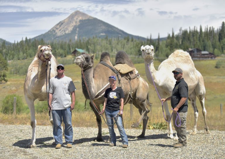 Every day is hump day: Clark ranch introduces a trio of camels ...