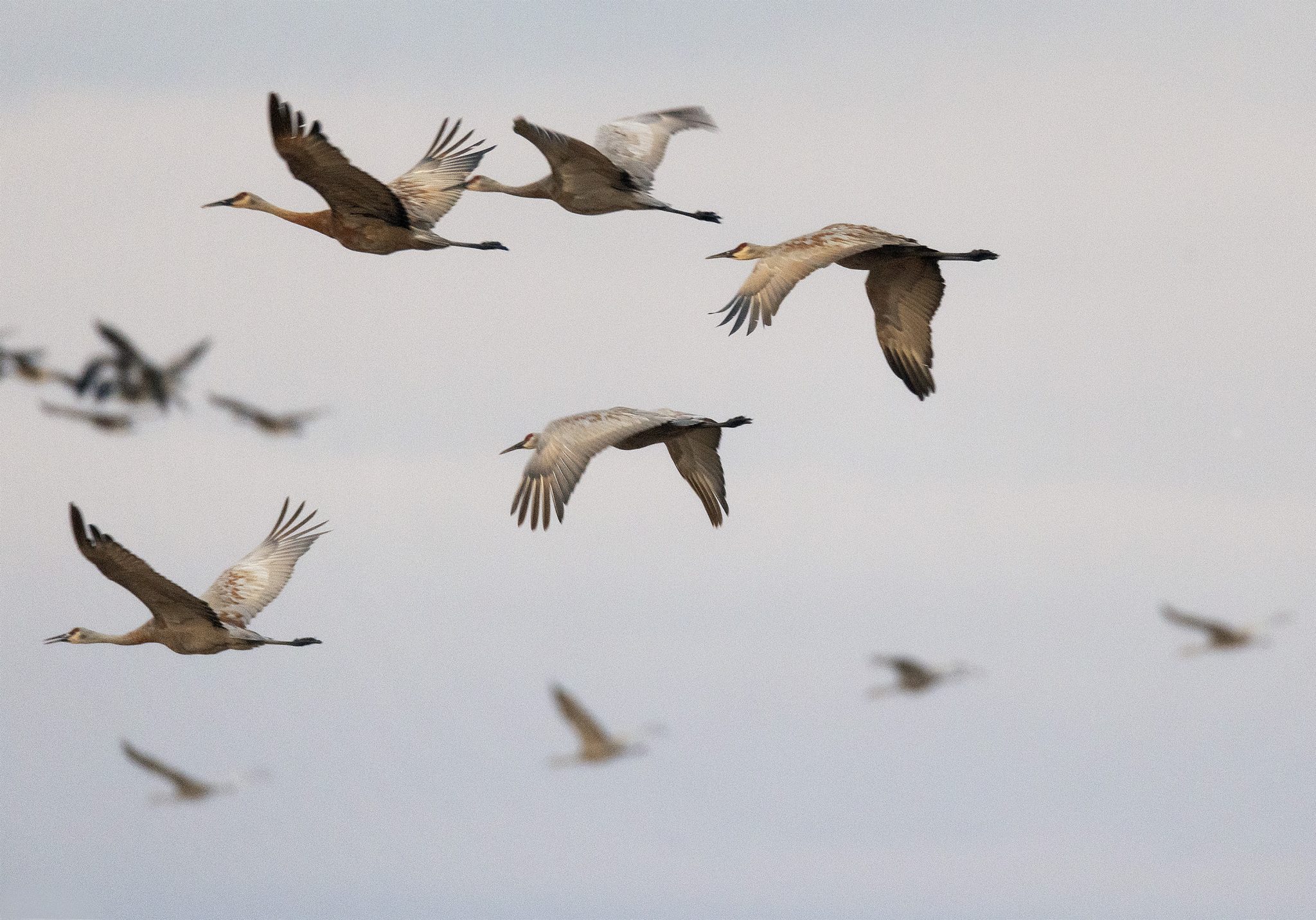 More than 3.5 million birds migrated over Colorado in 1 night this week ...