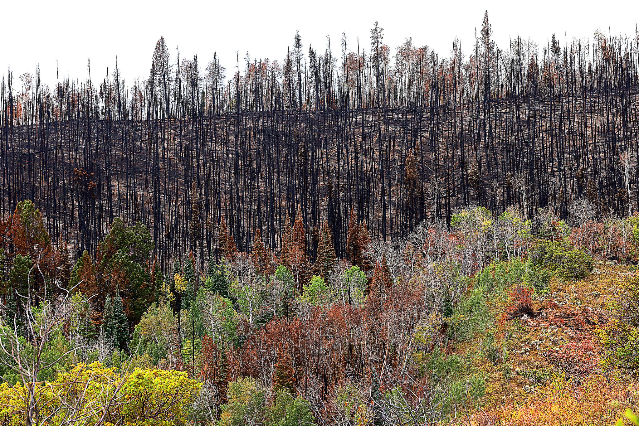 State wildfire fund spares Routt County millions in Crosho Fire costs ...