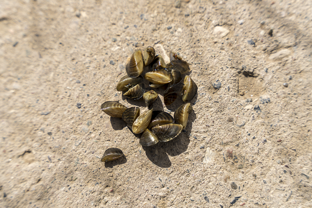 As zebra mussels continue to spread in the Colorado River, is there a ...