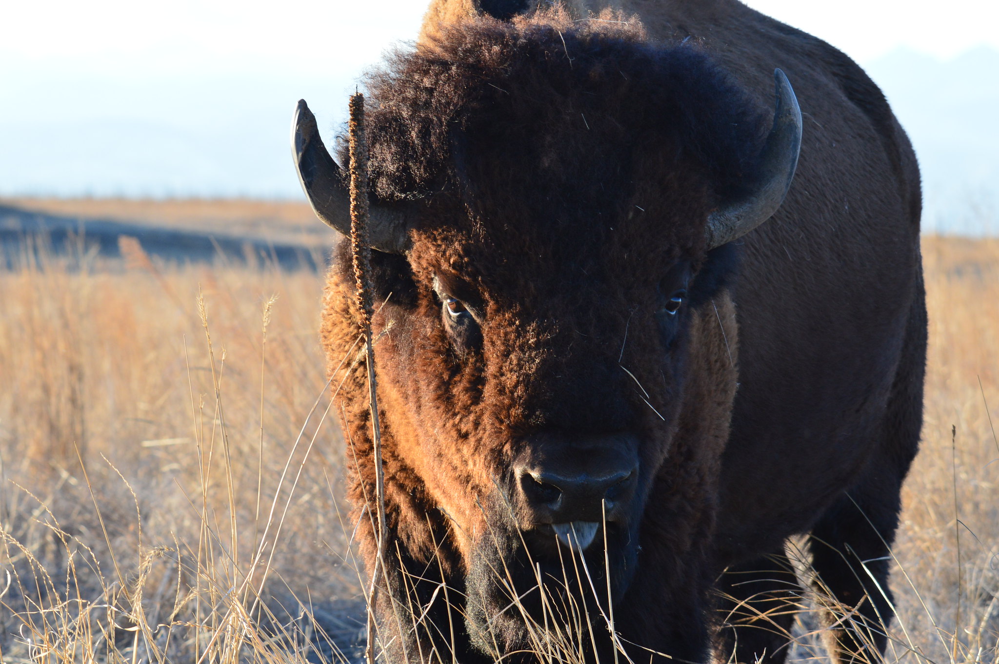 Colorado Parks and Wildlife begins drafting bison management plan ...