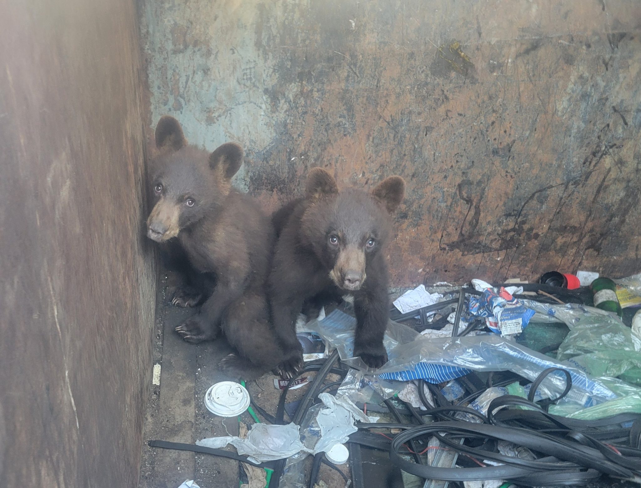Educators urge updating bear-resistant measures now | SteamboatToday.com