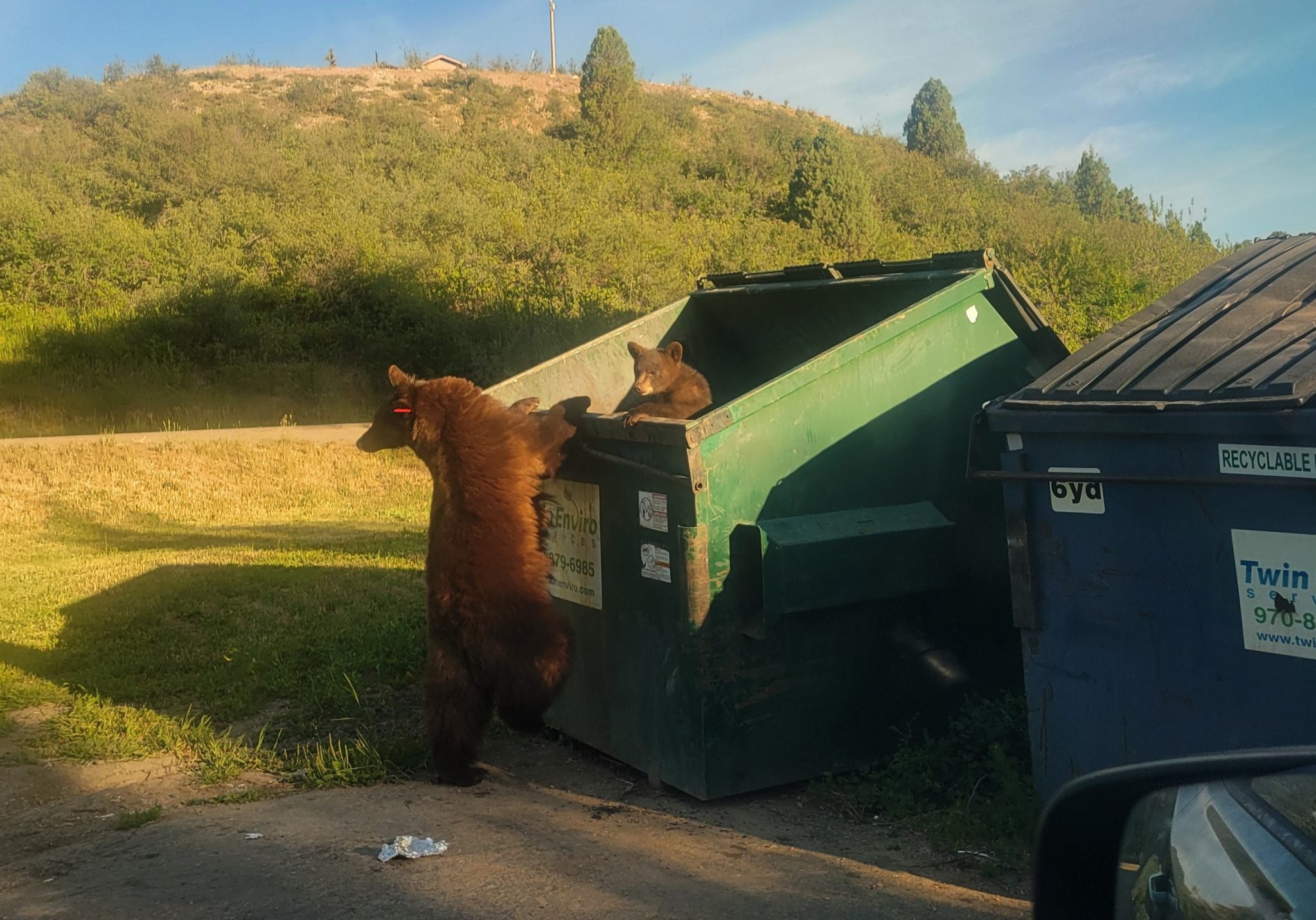 Educators urge updating bear-resistant measures now | SteamboatToday.com