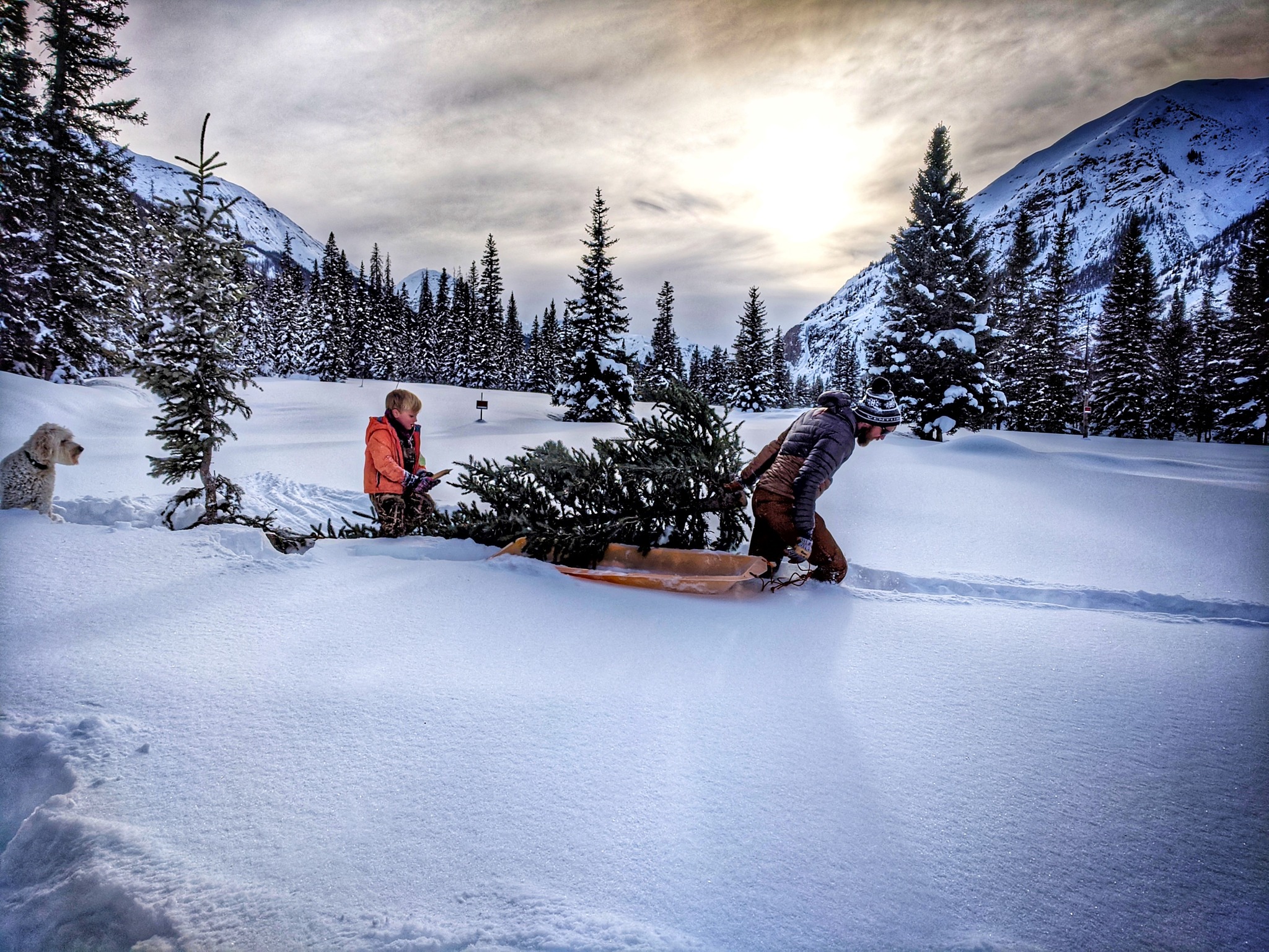 BLM offering permits to cut Christmas trees | SteamboatToday.com