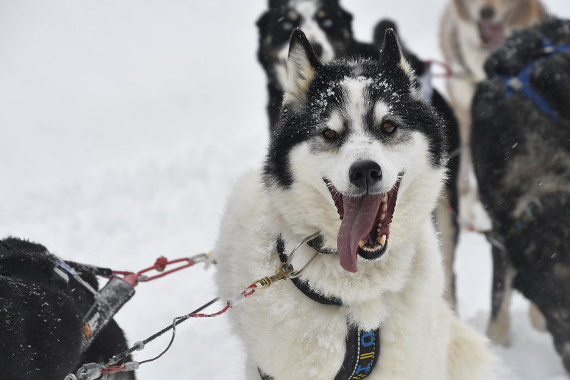 Mushing with compassion: Snow Buddy Dog Sled Adventures ...