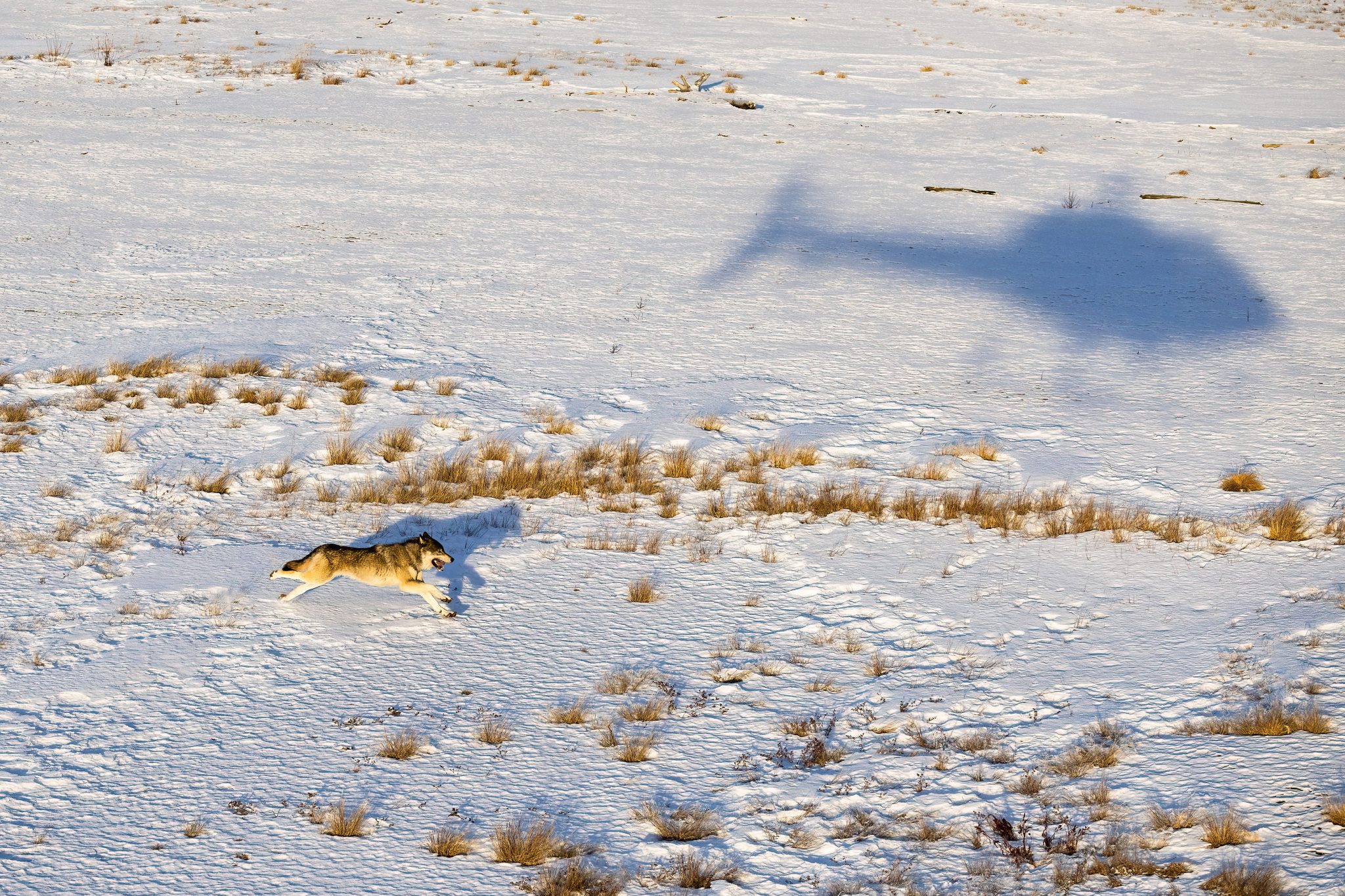 Trump administration threatens to take over wolf program from Colorado ...