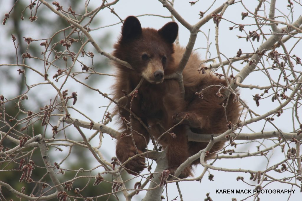 Bears are back in Steamboat Springs | SteamboatToday.com