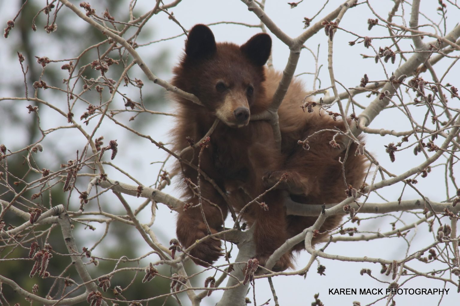 Bears are back in Steamboat Springs | SteamboatToday.com