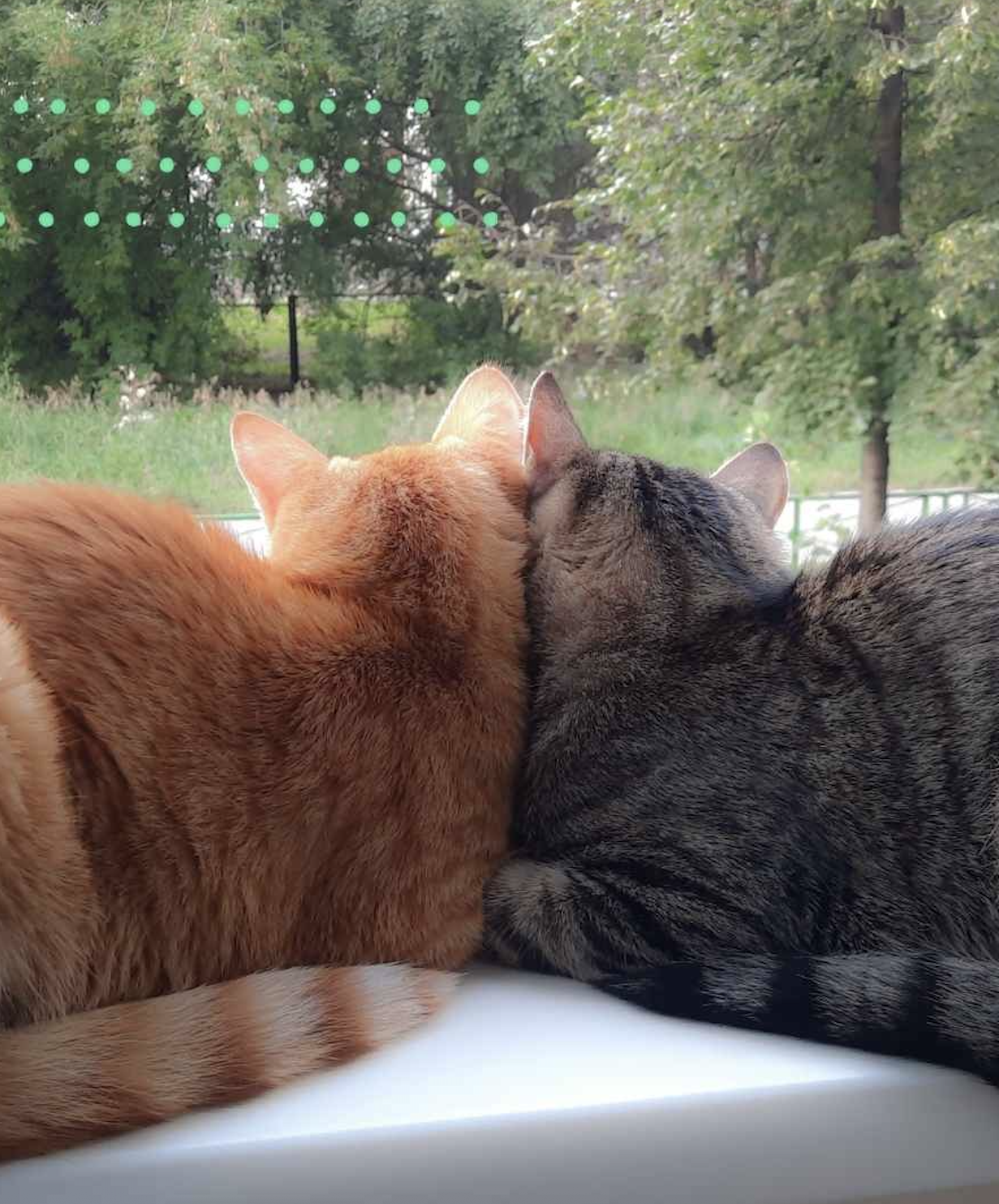 Routt County Humane Society to host low-cost spay and neuter clinics ...