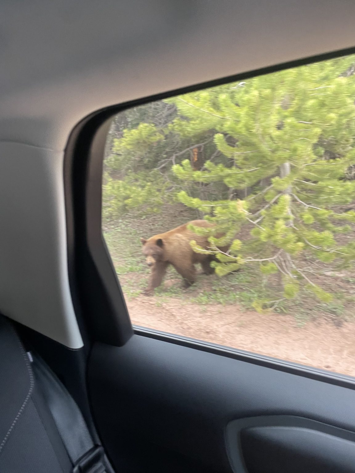 Mama bear breaks car windows at campsite, steals backpacks ...