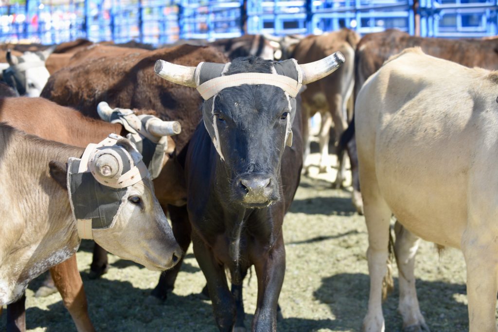 Photos: National Team Roping event held at Howelsen Hill Rodeo Grounds ...