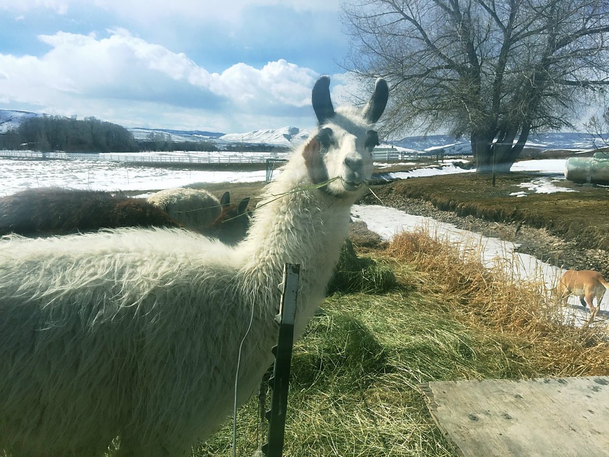 Luscious the llama | SkyHiNews.com