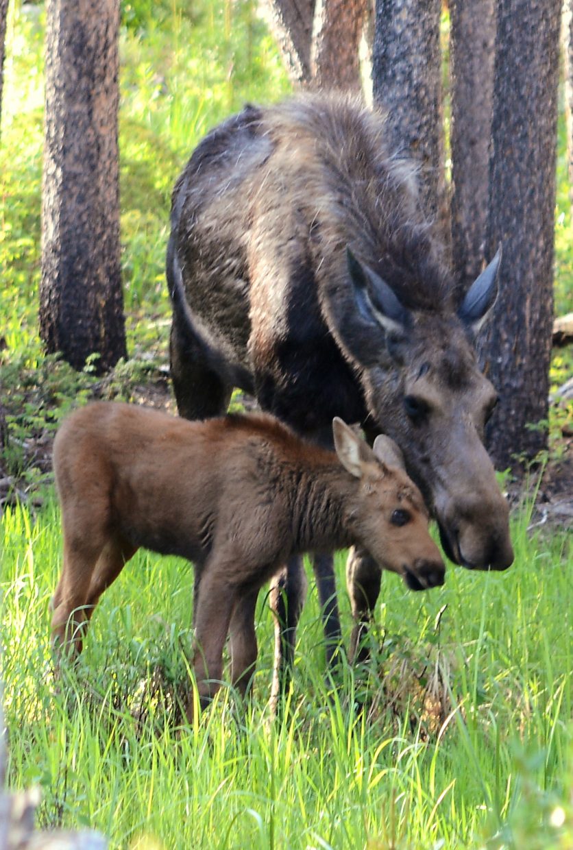 Baby moose hugs | SkyHiNews.com