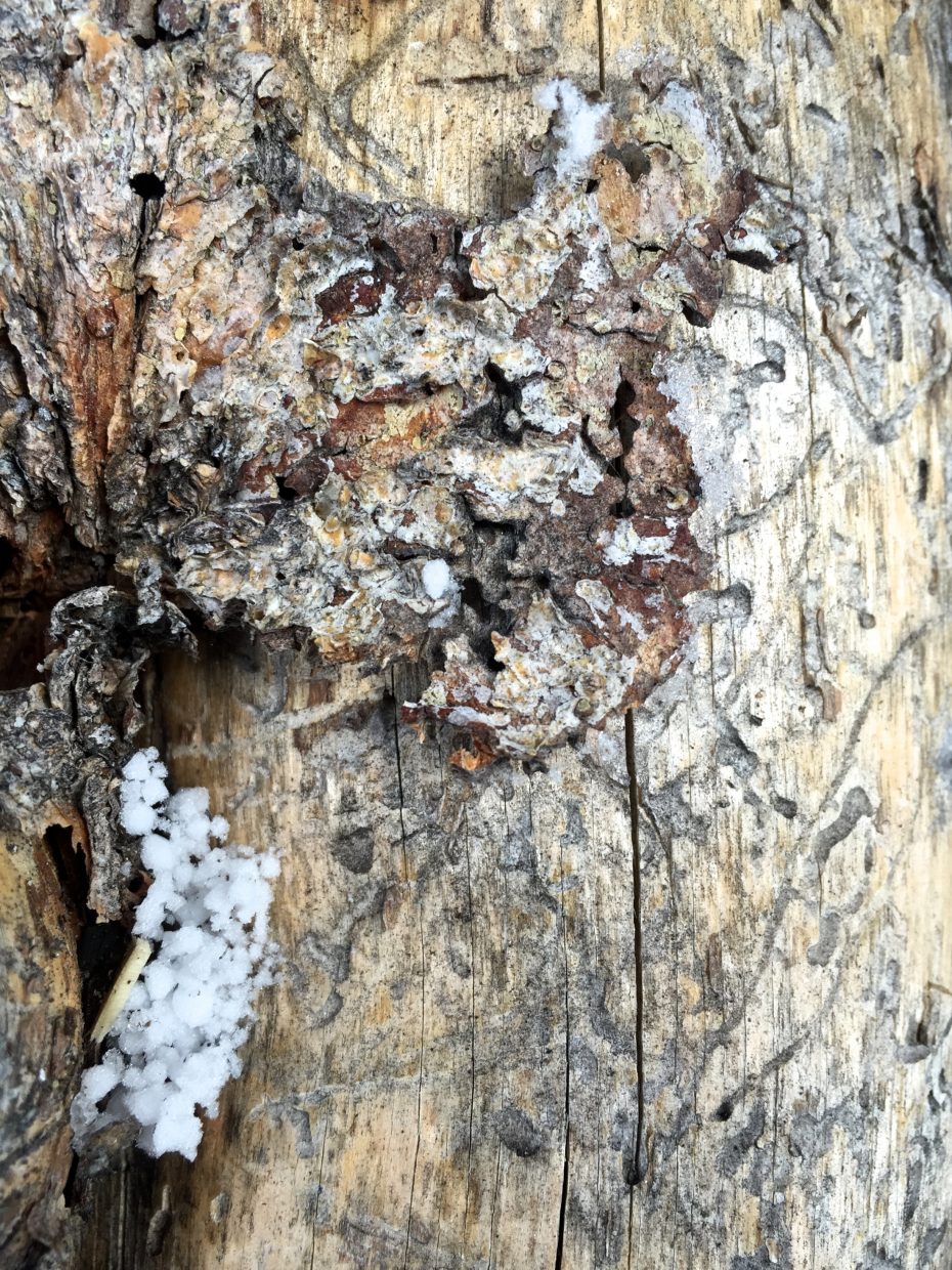 Study: Healthy, beetle-kill forests pose similar fire risks | SkyHiNews.com