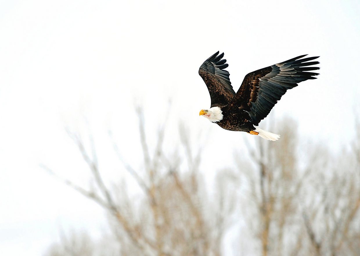 Officials seek public help in fatal Weld County shooting of bald eagle ...