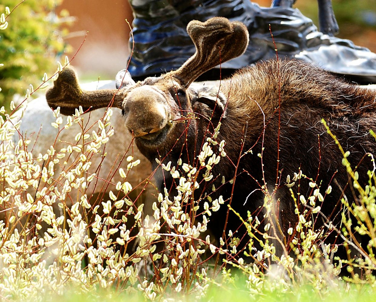 Photo: Moose snacks in Grand Lake | SkyHiNews.com