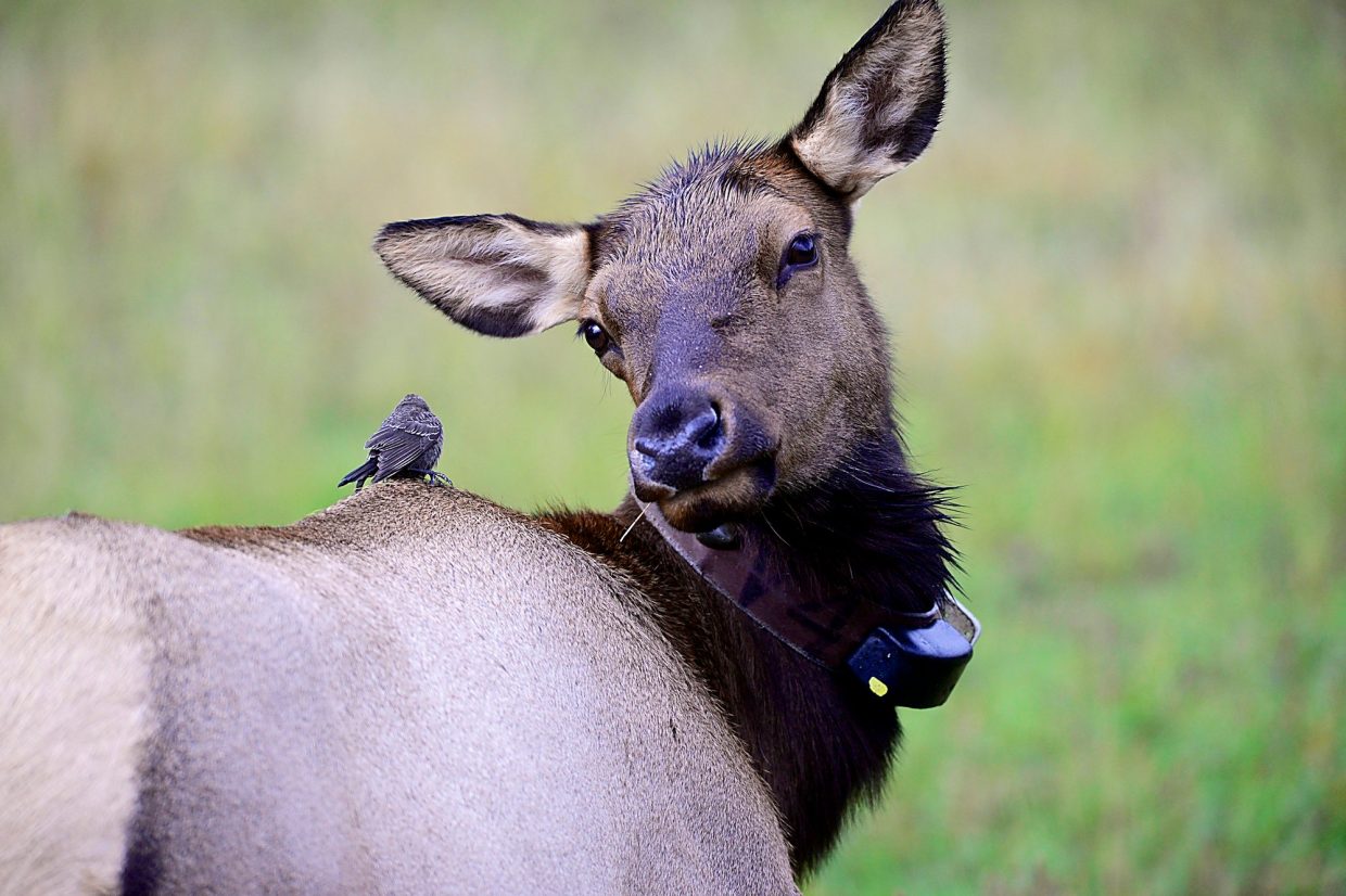 Photo: Elk bugged by a bird on its back | SkyHiNews.com