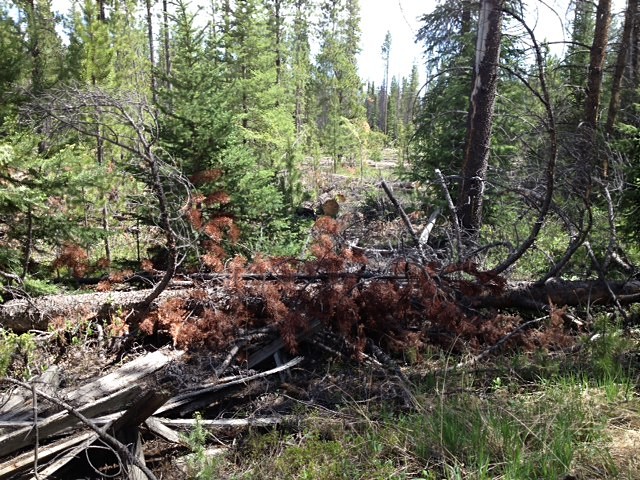 Hazardous tree removal creates safer forest trails | SkyHiNews.com
