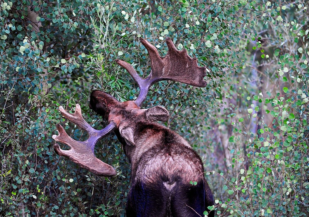 Photo: Moose searches for the perfect snack in Rocky Mountain National ...