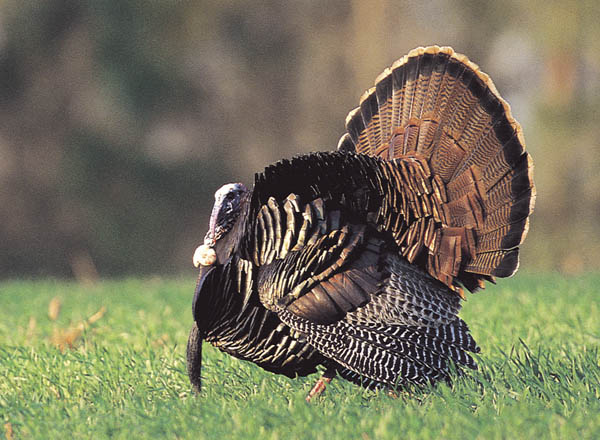 We’re talking turkeys, lots of ’em, in Colorado | SkyHiNews.com