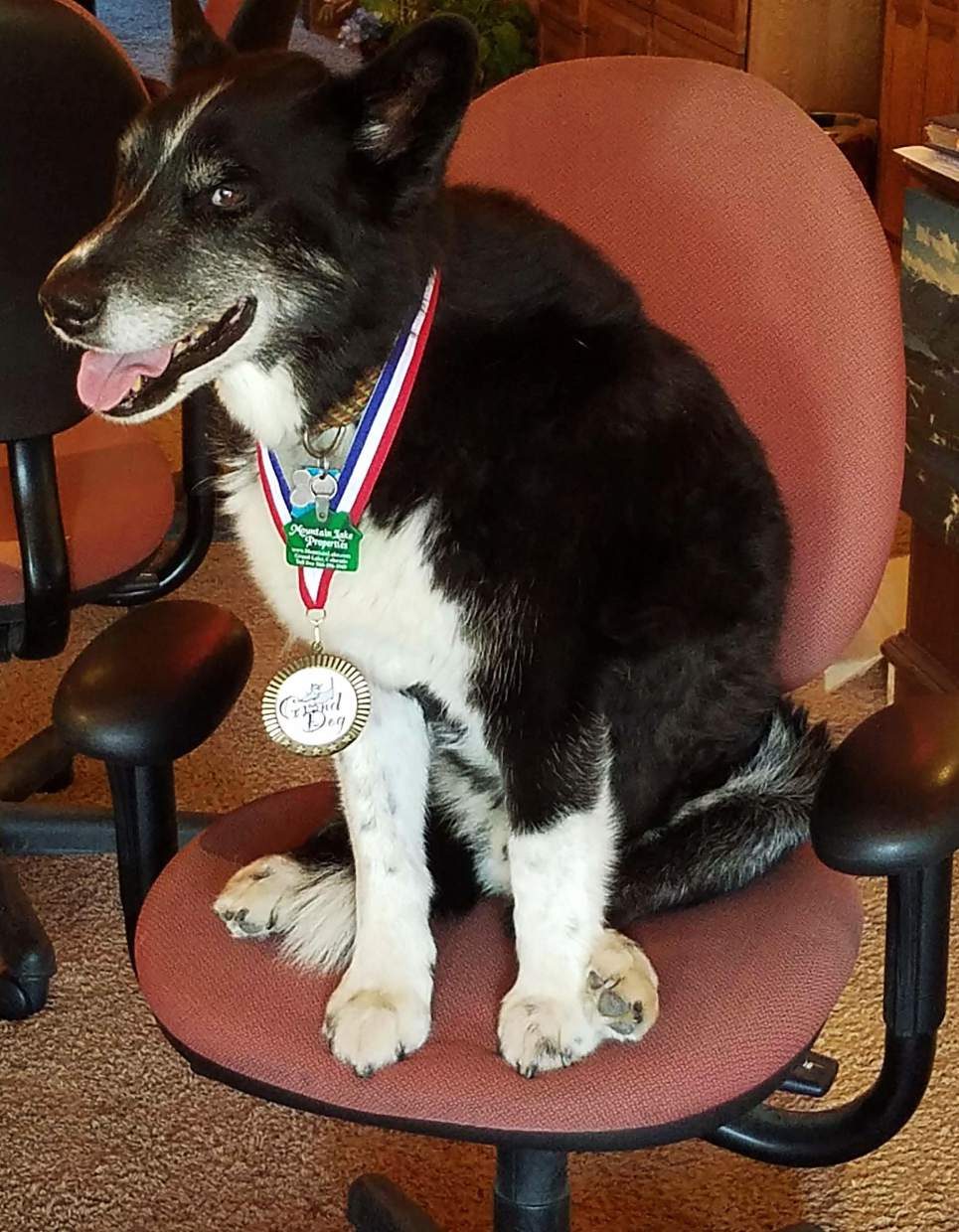 Letter: Advocates, Pepper O’Donnell Super Dog is Grand Dog | SkyHiNews.com