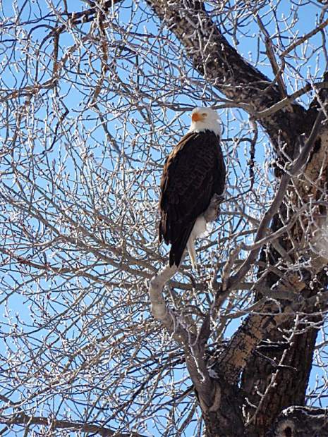 Parshall eagle | SkyHiNews.com