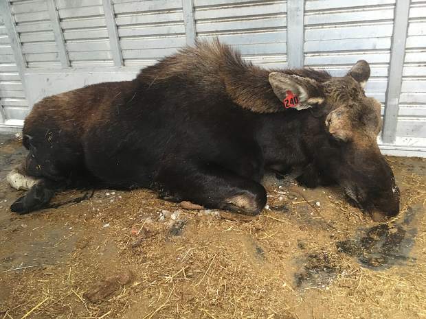 Menacing moose tranquilized, removed from Breckenridge Nordic Center ...