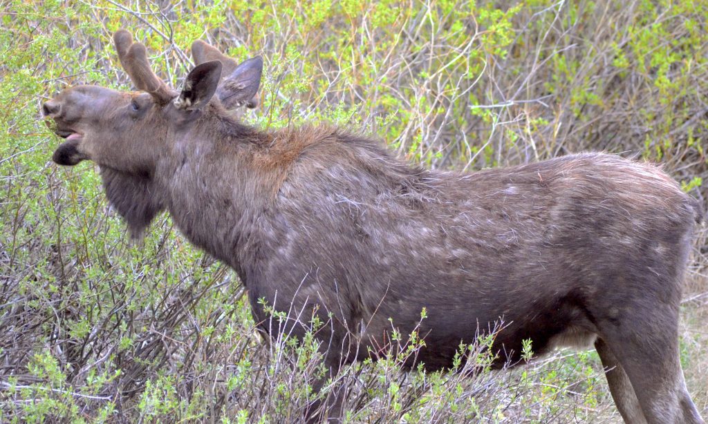 Broomfield teen gets $20,000 fine for moose poaching in Grand County ...