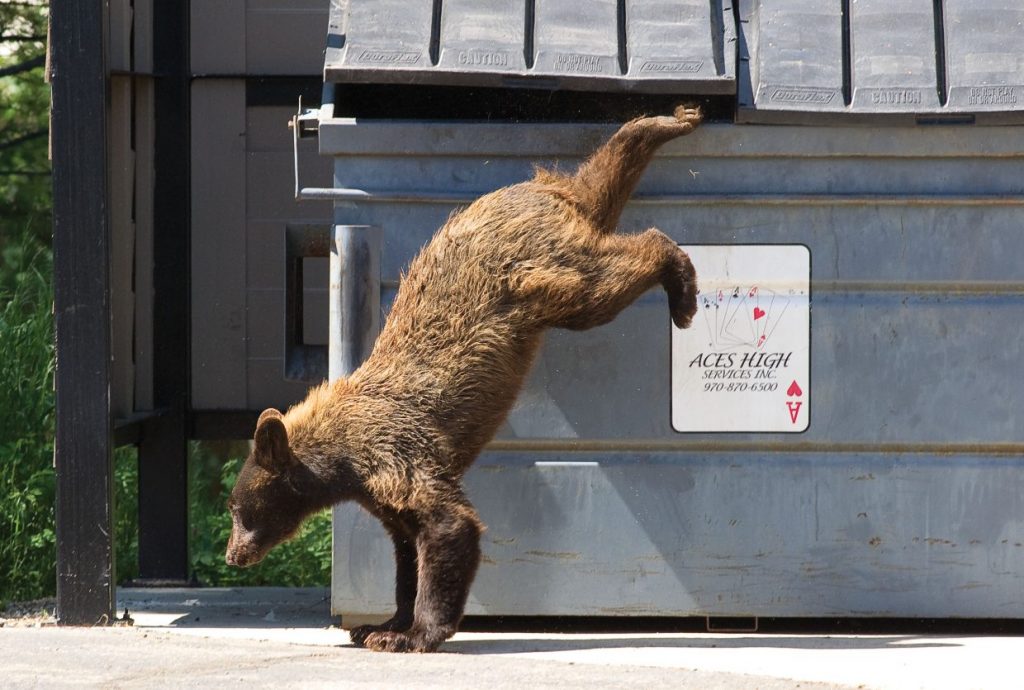Bear euthanized in Steamboat after breaking into garages, vehicles ...