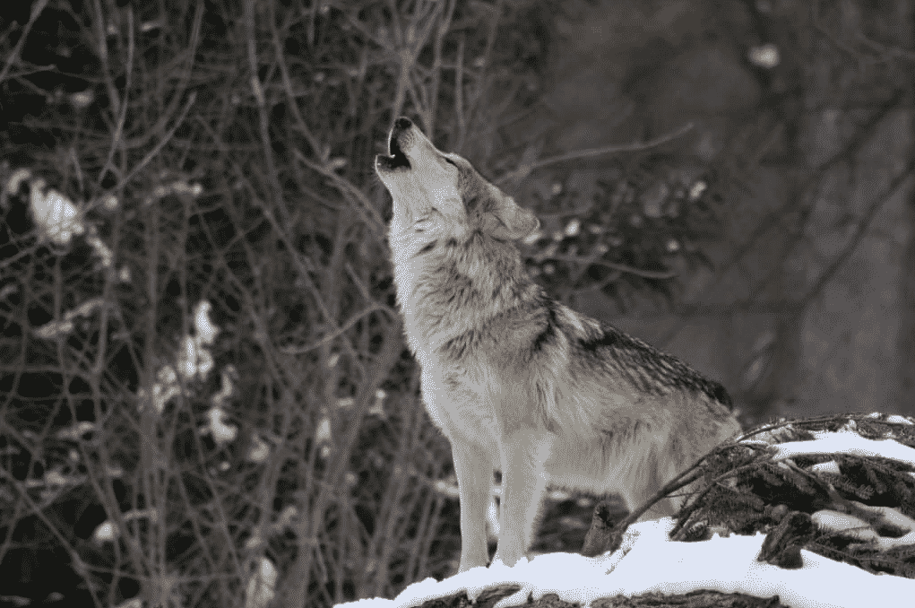 War over wolves: Opposing sides of wolf reintroduction argue their ...